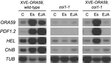 Figure 3 From The Ap2 Erf Domain Transcription Factor Ora59 Integrates Jasmonic Acid And
