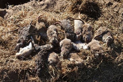 Үлийн цагаан оготнотой тэмцэх ажил хийж байна