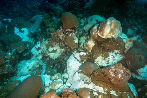 Scientists Investigate Mysterious Coral Mortality Event At East Flower