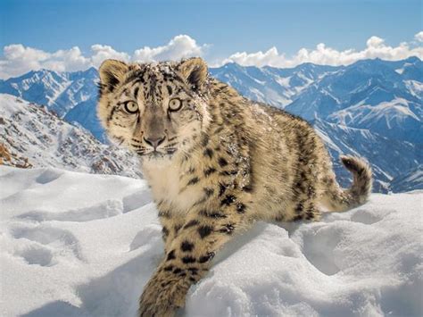 Ladakh Snow Leopards And Festivals Photography Tour Responsible Travel