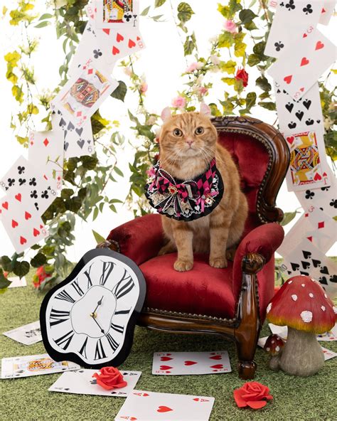 アールー ꙳ ˖°⌖꙳ ˖°⌖꙳ ˖ ⁡ 嬉しい出来事が😆 ⁡ アーサー＆ランディ Anan特別編集 『にゃんこ ︎ Love もふもふ大