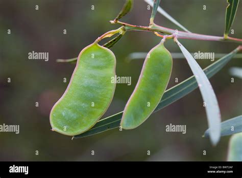 Hanging Seed Pods Hi Res Stock Photography And Images Alamy