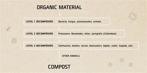 Three Main Levels Of Composting Organisms