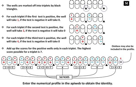 Api Analytical Profile Index 20e Test Result Principle Procedure Biology Notes Online