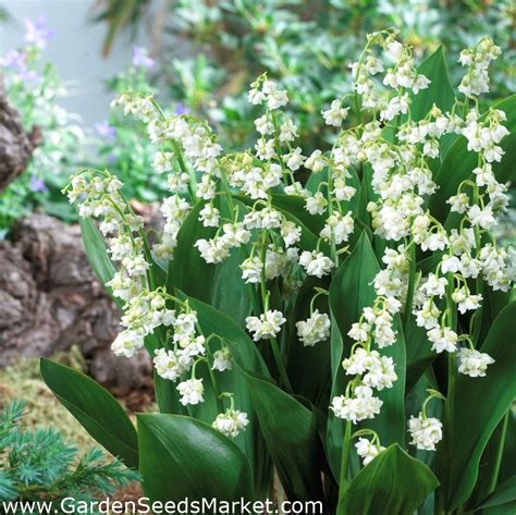 Muguet à Double Fleur Convallaria Majalis Prolificans Mai Cloches