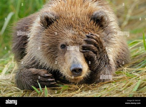 Portrait Of A Grizzly Bear Ursus Arctos Cub With Paw Over Face