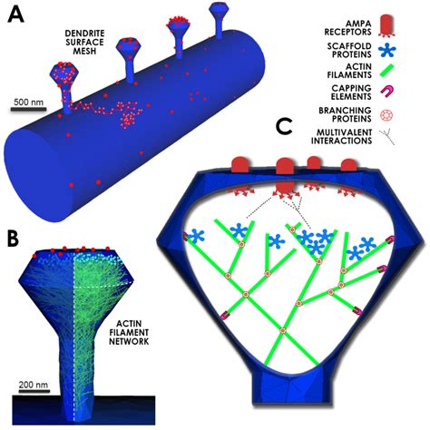 Pdf Stochastic 3d Simulation Of Synaptic Plasticity