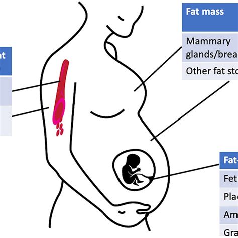 Distribution Of Gestational Weight Gain In Pregnancy Distribution Of