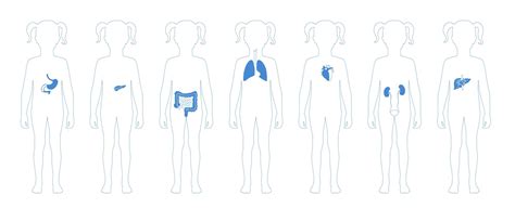 Premium Vector Human Internal Organs Vector