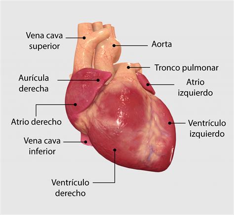 Partes Del Corazón Anatomía Y Cómo Funciona El Corazón Cttp