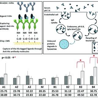 SEC HPLC Analysis Results Of Each Fraction A Overlay Chromatograms Download Scientific