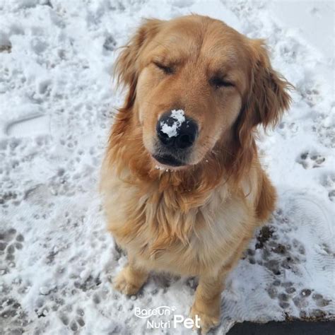 대형견 대형강아지 종류 반드시 알아야 하는 주의사항 총정리 건강정보 바른뉴트리