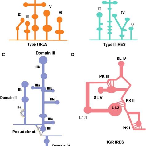 The Diagram Of The Secondary Structure Of Typical Four Types Of Ires Download Scientific
