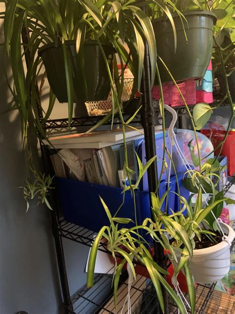 Successful Spider Plant Propagation Methods Please Rpropagation