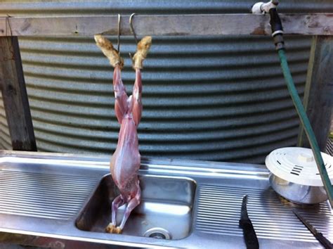 Rabbit Processing Equipment