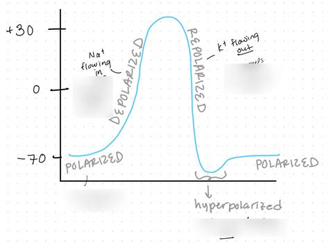 Action Potential Labeling Diagram Diagram Quizlet