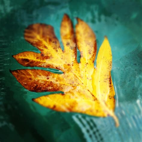 Floating Bread Fruit Tree Leave