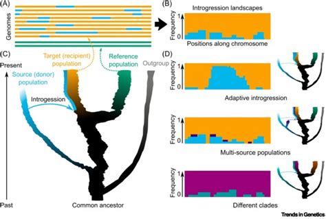 Decoding Genomic Landscapes Of Introgression Trends In Genetics
