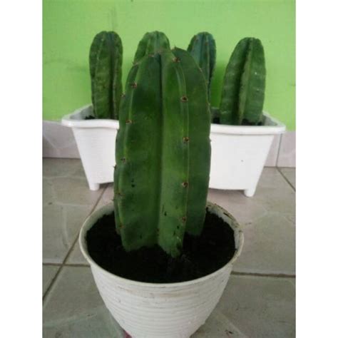Jual Kaktus Kobabe Koboi Kaktus Lilin Shopee Indonesia