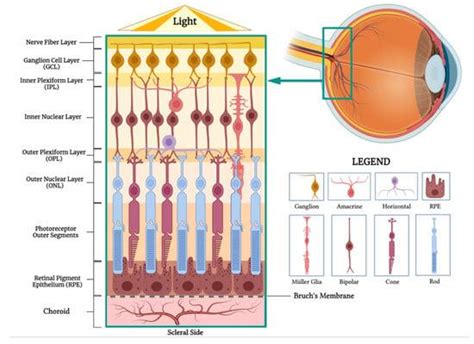 Sven Mentink On Linkedin Suprachoroidal Injection A Novel Approach For Targeted Drug Delivery
