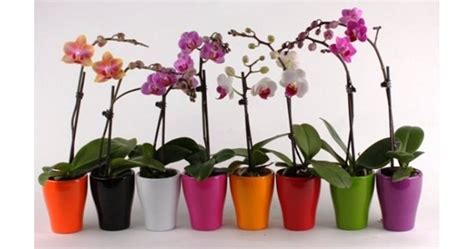 Домашни рецепти за борба с неприятелите по орхидеите Български Фермер