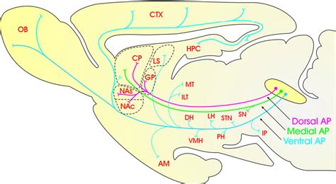 Figure 3 From The Dorsal Raphe Nucleus—from Silver Stainings To A Role