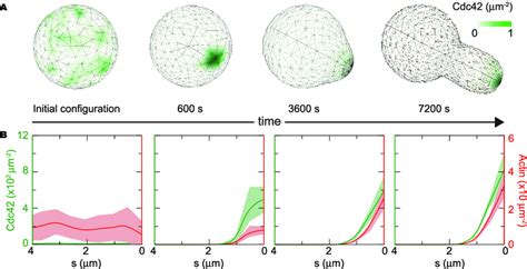 Coupled Dynamics Of Cell Polarization And Cell Wall Expansion During