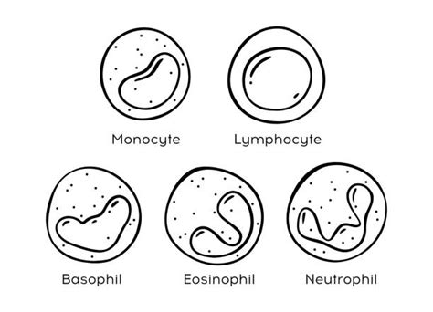 230 Drawing Of White Blood Cell Stock Illustrations Royalty Free