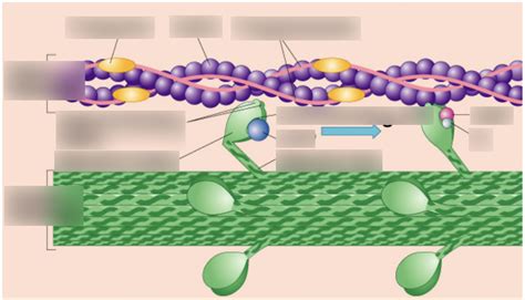 Detailed Structure Of The Sarcomere Diagram Quizlet