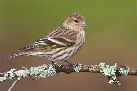 Pine Siskin Wildfowl