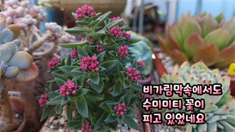 비가림막속에서도 수미미티 꽃이 피고 있고 신데렐라 황홀한연꽃 먼로철화 코사지 얼큰이된 합식이들과 눈맞춤합니다