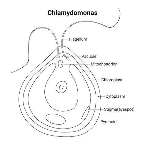 Premium Vector Chlamydomonas Flagellum Lineart Vacuole Mitochondrion Chloroplast Cytoplasm Premium Vector Chlamydomonas Flagellum Lineart Vacuole Mitochondrion Chloroplast Cytoplasm