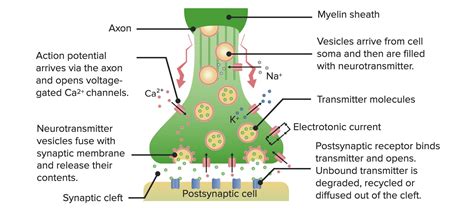 Synapses And Neurotransmission Concise Medical Knowledge