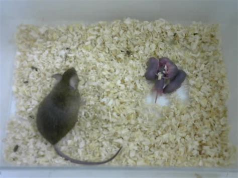 T Maze Object Detection Model By Objsj