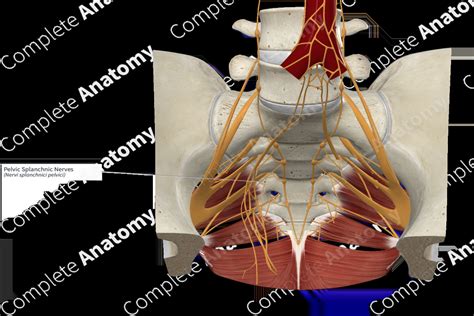 Pelvic Splanchnic Nerves Complete Anatomy