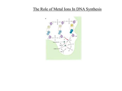 Ppt V Cdna Libraries Converting Mrna Into “complementary Dna” Powerpoint Presentation Id
