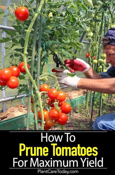 How To Prune Tomatoes For Maximum Yield Veggie Garden Tomato Garden Pruning Tomato Plants