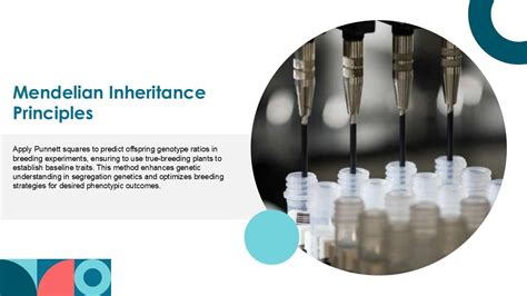 Mendelian Inheritance Principles Segregation Genetics Ppt Guidelines