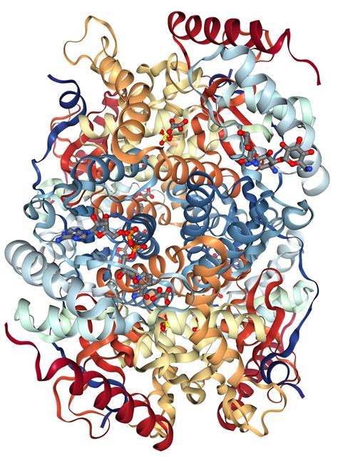Ldha 基本信息 Sino Biological