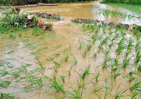 强降雨导致河南农作物受灾严重山西林海助力农业生产恢复 热点新闻 新农资360网 土壤改良 果树种植 蔬菜种植 种植示范田 品牌展播