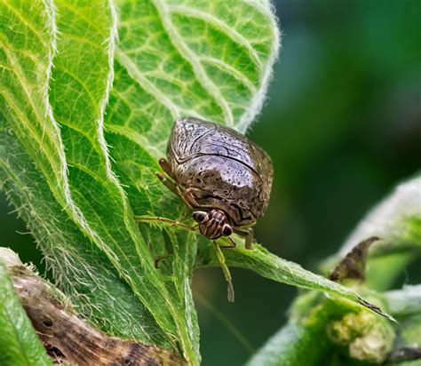 Bug Insect Leaf Free Photo On Pixabay Pixabay