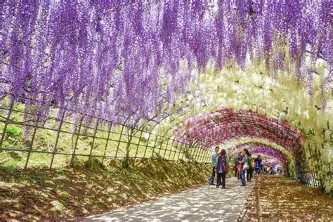 5月初旬が見頃の藤の絶景河内藤園 北九州 City s Pride
