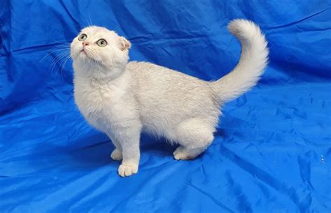 Шотландская вислоухая серебристая шиншилла