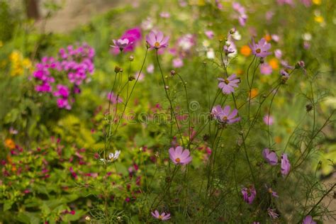 Summer Colorful Flowers On A Sunny Day Stock Image Image Of