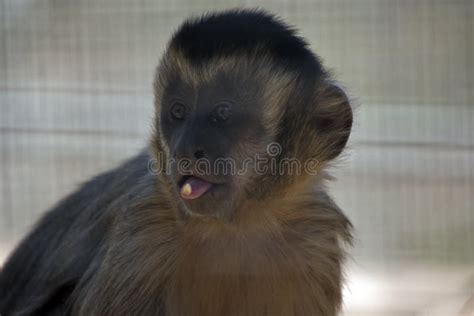 This Is A Close Up Of A Black Capped Cupuchin Stock Image Image Of