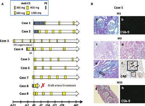 Prophylactic Anti C5 Therapy A The Prophylactic Eculizumab Regimens Download Scientific