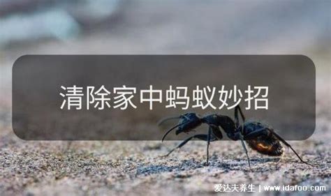 家里有蚂蚁怎么办能除根吗教你找到蚂蚁窝然后一举消灭 爱达夫养生