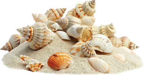 Ai Generated Assorted Seashells Collection Png 41166618 Png