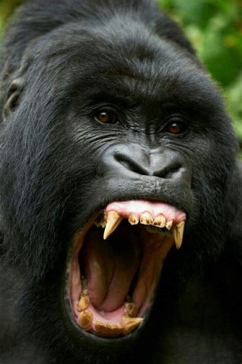 Ferocious Gorilla With Open Mouth