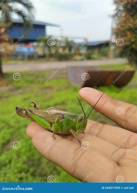 Grasshopper On Hand Stock Image Image Of Grasshopper 264971993